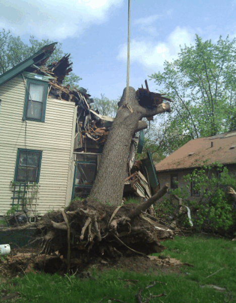 Storm Damaged Tree Care -MN Tree Experts Treating or Removing